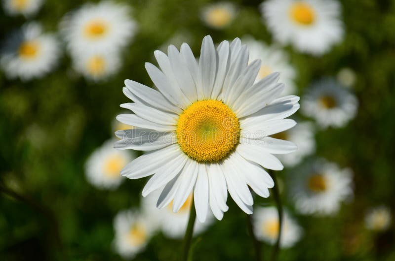 28,690 Single White Daisy Photos - Free & Royalty-Free Stock Photos ...