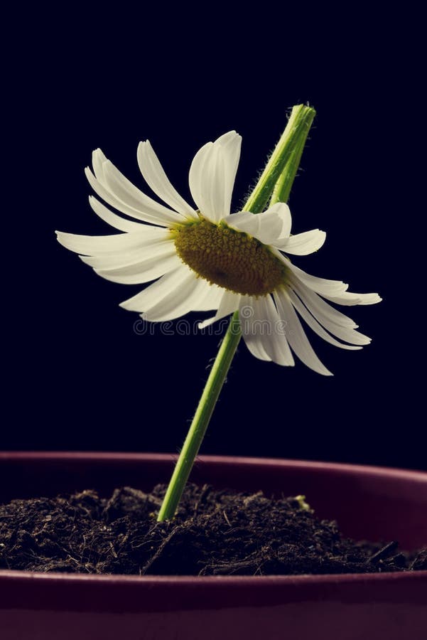 36,386 Single White Daisy Stock Photos - Free & Royalty-Free Stock ...