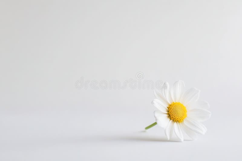 Single White Daisy Flower on a White Background Stock Illustration ...