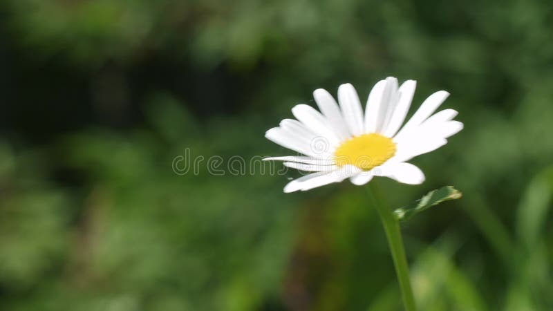 Single White Daisy Flower on Wild Meadow. Natural Background Stock ...