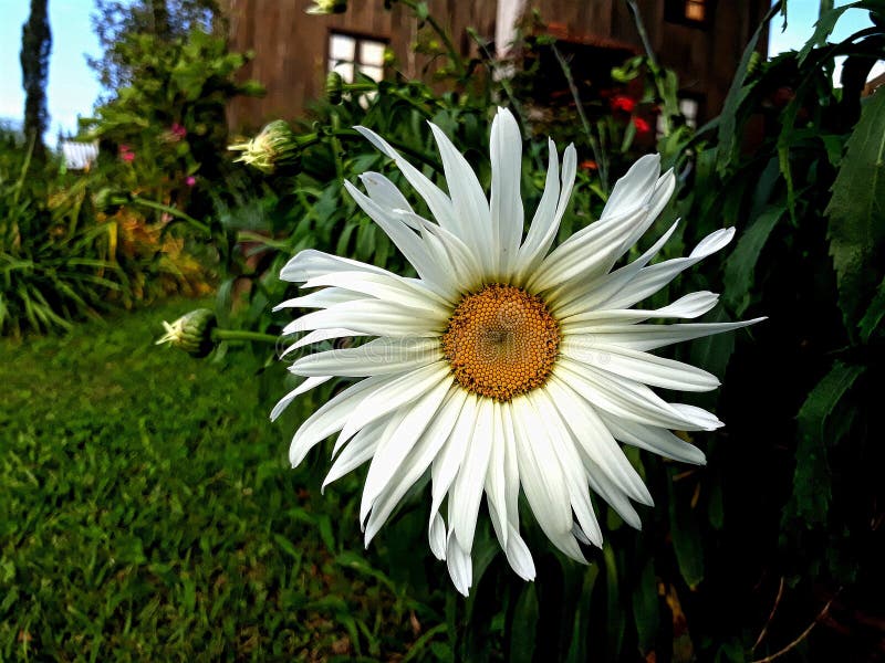 Single White Daisy on a Greenery Background Stock Image - Image of ...