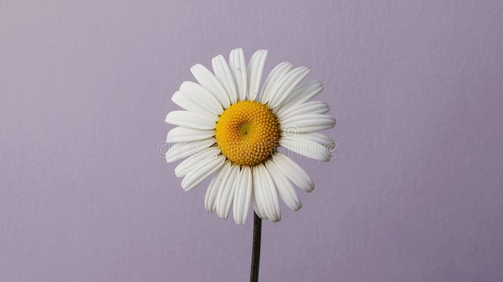 Single White Daisy on Neutral Background with Yellow Center Stock ...