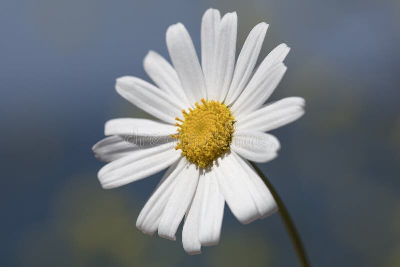 28,690 Single White Daisy Photos - Free & Royalty-Free Stock Photos ...