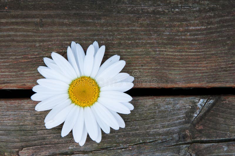 Single white daisy stock photo. Image of daisy, simple - 56648666