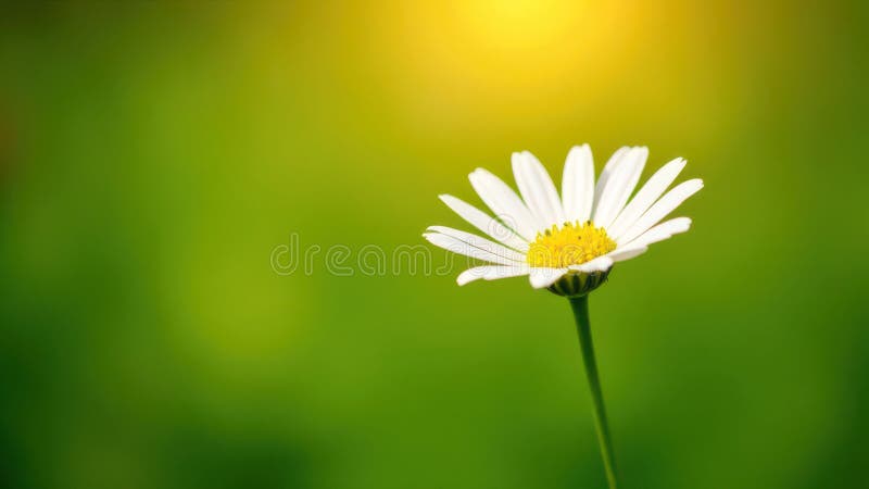 Single White Daisy in Sunny Green Field Stock Illustration ...