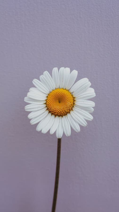 Single White Daisy with Yellow Center on Gradient Background Stock ...
