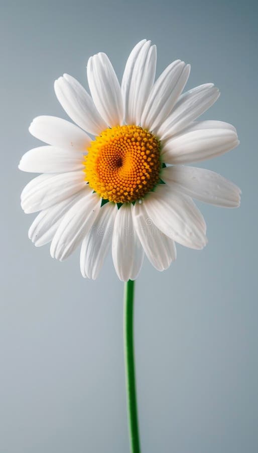 Single White Daisy with Yellow Center and Green Stem, Isolated on a ...