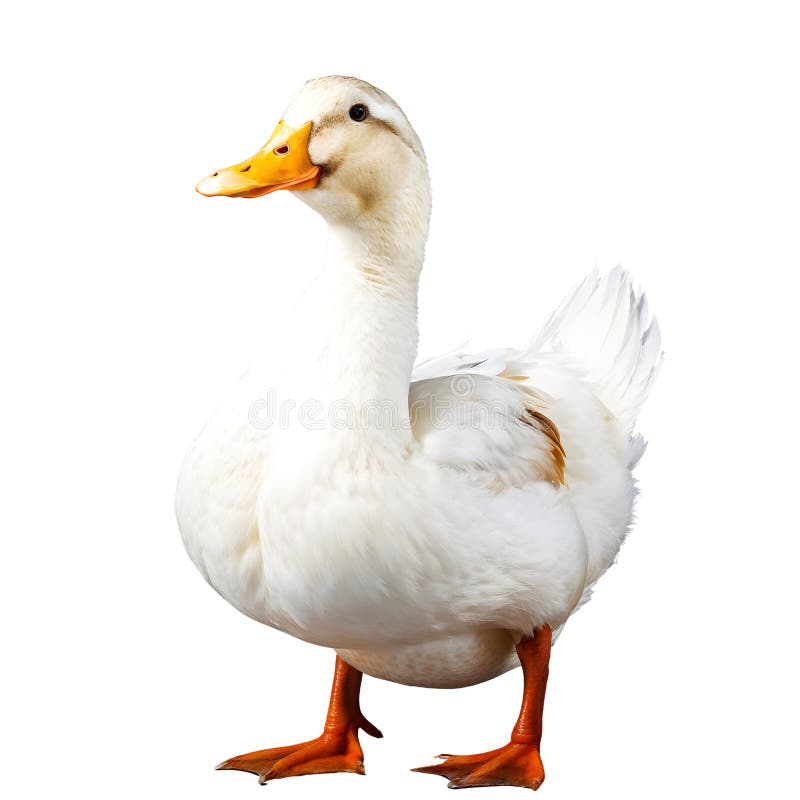 Two Left Feet Swim Trunks Stock Photos - Free & Royalty-Free Stock ...