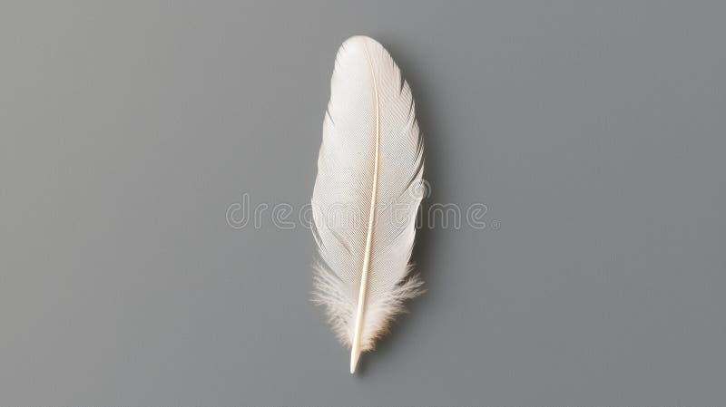 A Single White Feather Against a Gray Background. Stock Image - Image ...