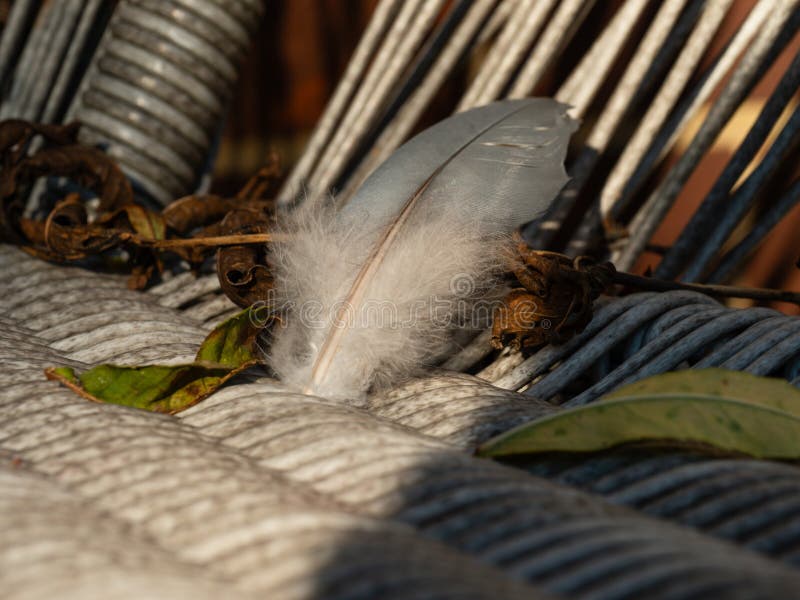 Single White Feather in Autumn Leaves Stock Image - Image of texture ...