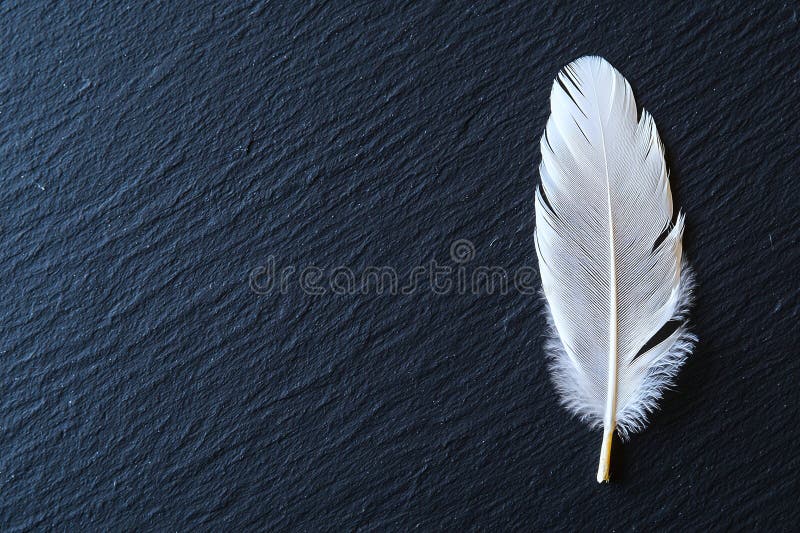 Single White Feather on Black, Creating a Serene and Visually Balanced ...