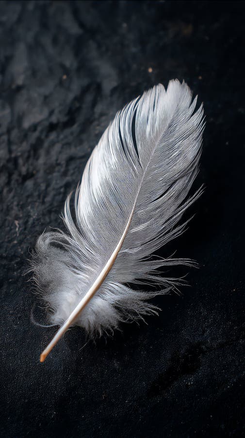Single White Feather on Dark Background Stock Illustration ...