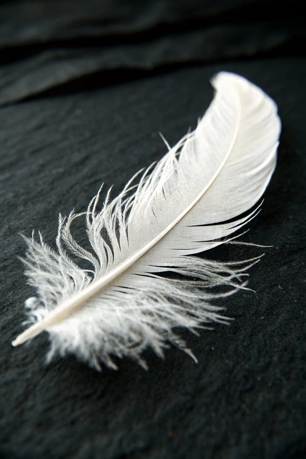 Single White Feather on Dark Background Stock Illustration ...