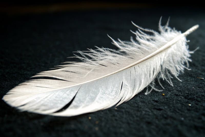 Single White Feather on Dark Background Stock Illustration ...