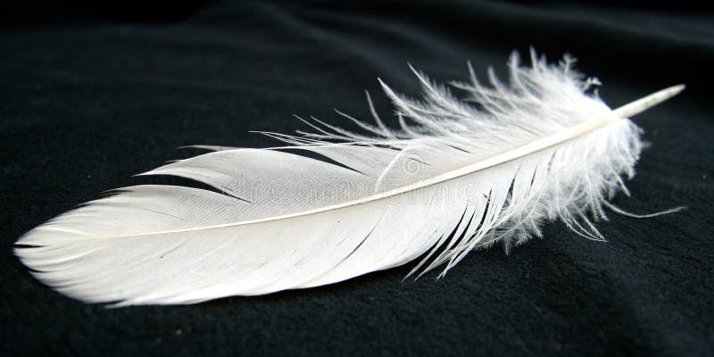 Single White Feather on Dark Background Stock Illustration ...