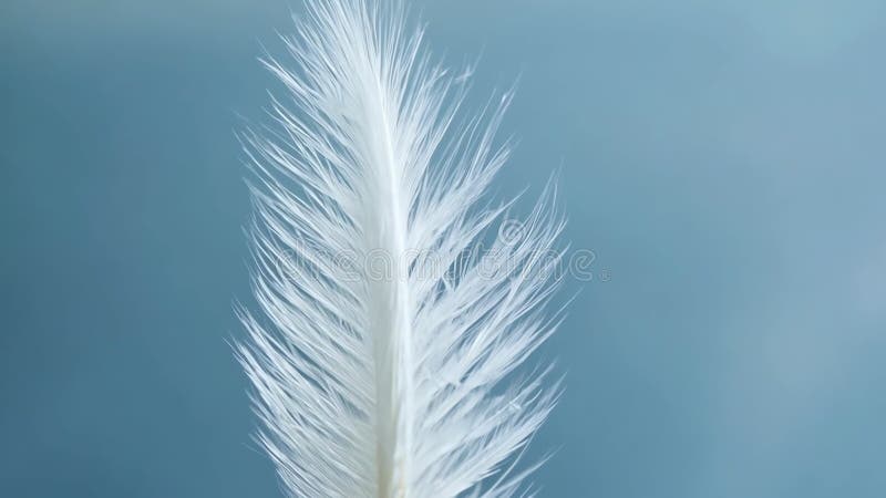 Single White Feather Floating on Blue Background Stock Video - Video of ...