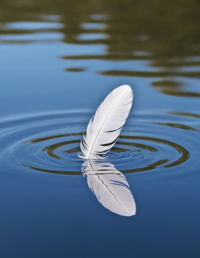 Delicate White Feather Floating Calm Water Creating Gentle Ripples ...