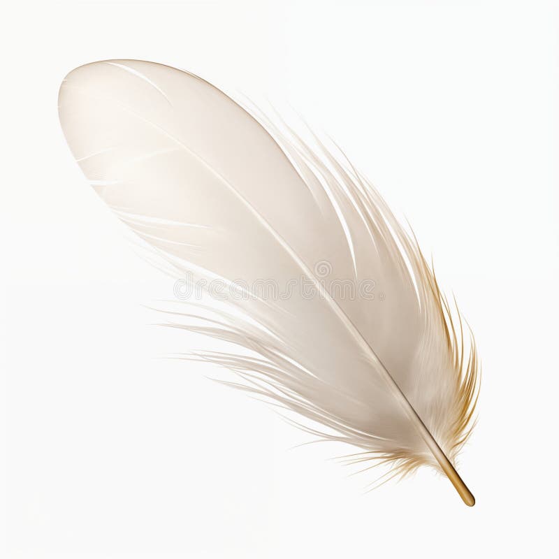Single White Feather Isolated on White Background Stock Illustration ...