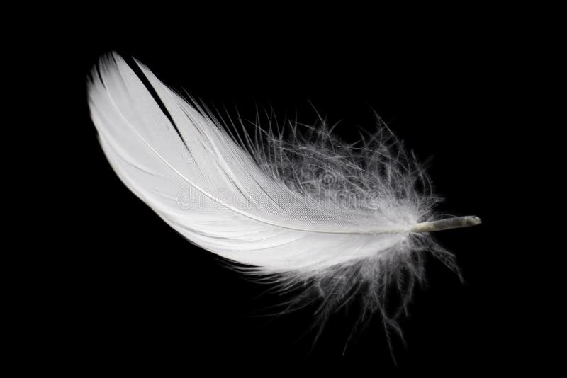 Single White Feather Isolated on Black Background. Abstract Feather ...
