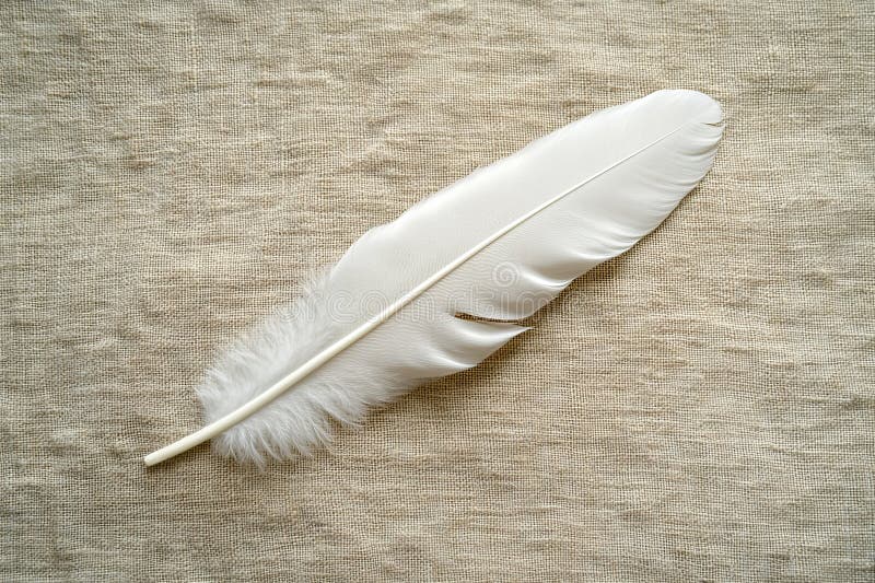 A Single White Feather on a Soft Light Background Representing Stock ...