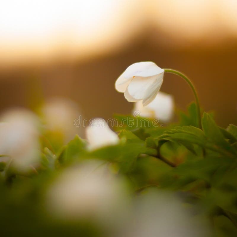 Single white flower stock image. Image of anemone, nonurban - 37903883
