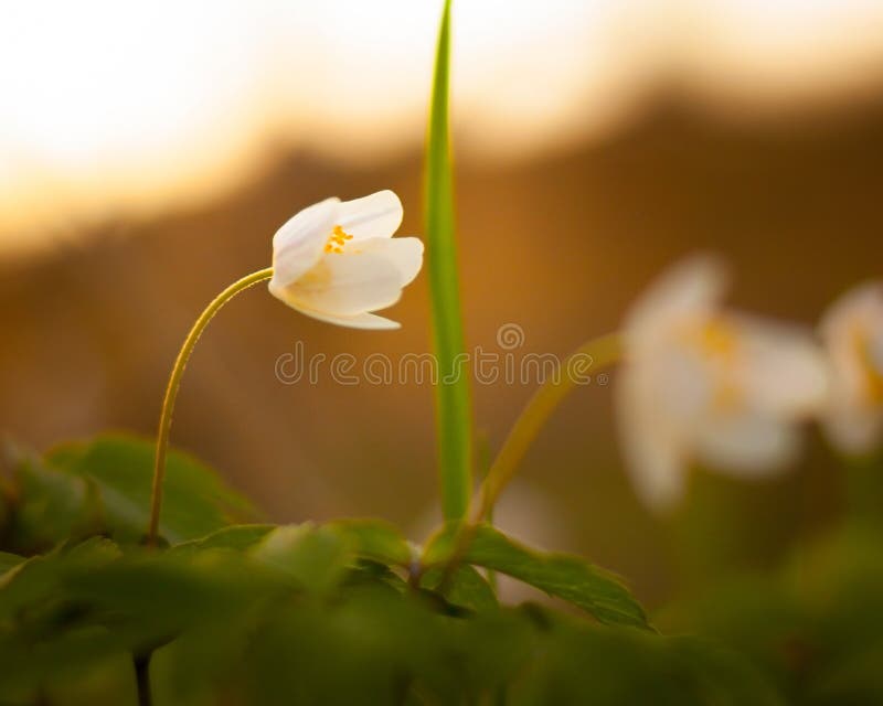 Single white flower stock photo. Image of outdoors, petal - 37903886