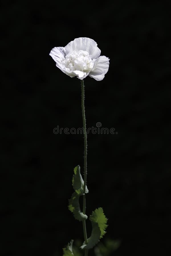 Single White Flower stock photo. Image of growing, white - 70200814