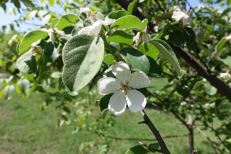 Single White Flower and Hairy Leaf of Quince Stock Photo - Image of ...