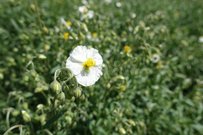 Single White Flower of Helianthemum Apenninum in May Stock Image ...
