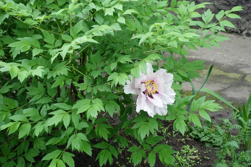 Single White Flower in the Leafage of Tree Peony Stock Image - Image of ...