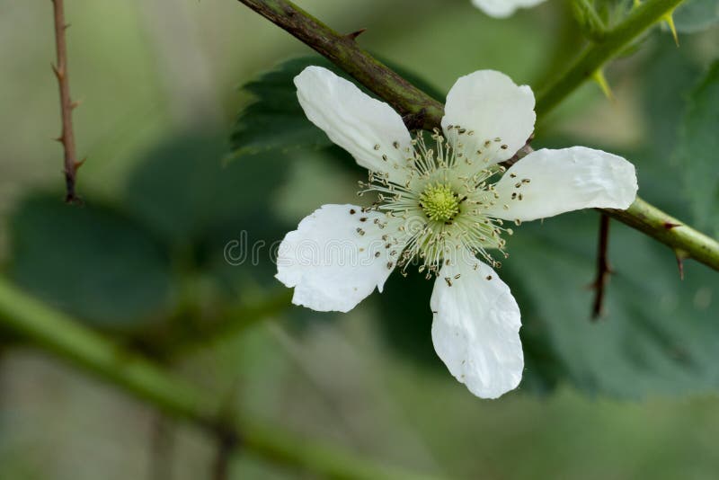 Single White Flower of Raspberry Stock Image - Image of bright, bush ...