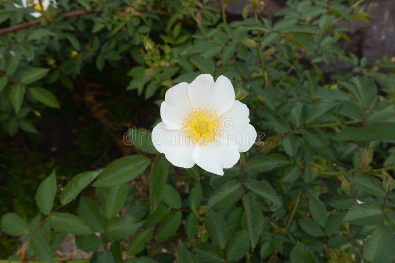 Single White Flower of Rose in the Garden Stock Photo - Image of bush ...