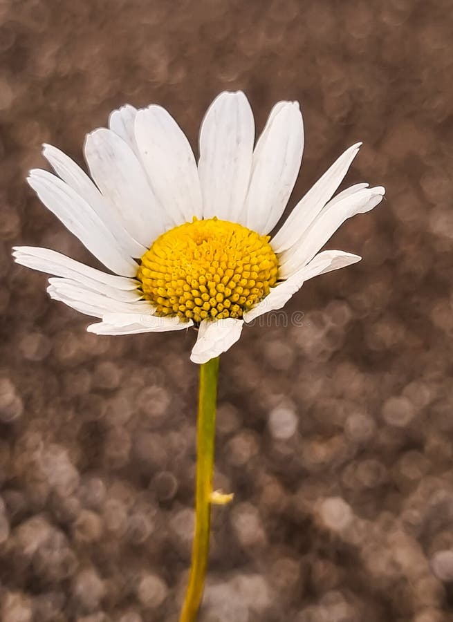 Single White Flower with Stem on a Brown Background Stock Photo - Image ...