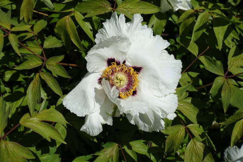 Single White Flower of Tree Peony Stock Image - Image of blossom, leaf ...