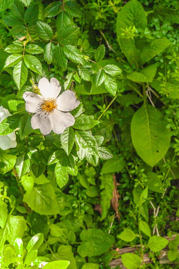 Single White Flower with a Yellow Central Disc Stock Photo - Image of ...