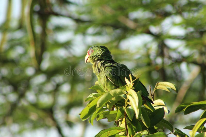 A Single White-fronted Parrot (Andres Vasquez) Stock Photo - Image of ...