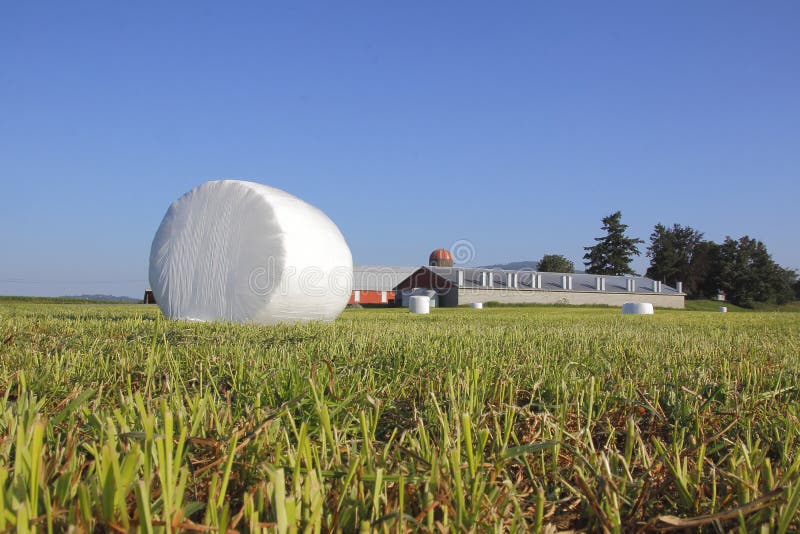 Single White Hay Bale in Field Stock Image - Image of outside, bale ...