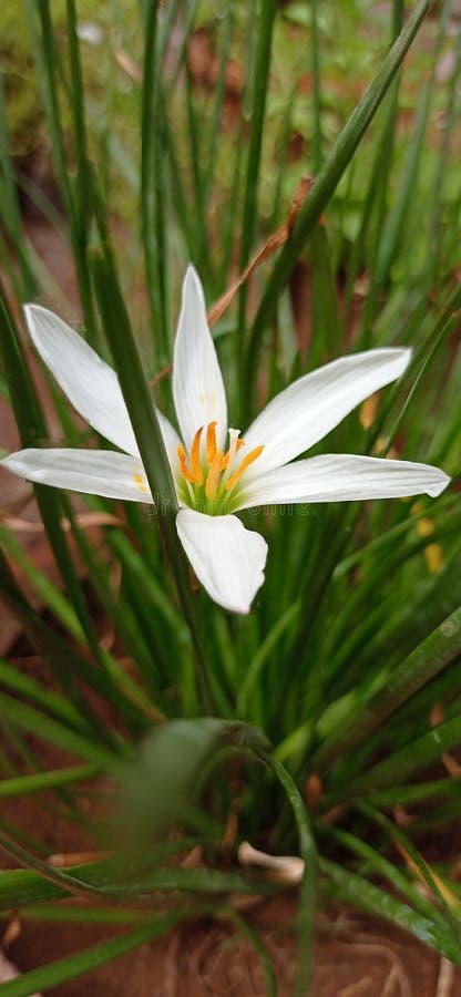 Single white lilly flower stock photo. Image of petal - 229578788