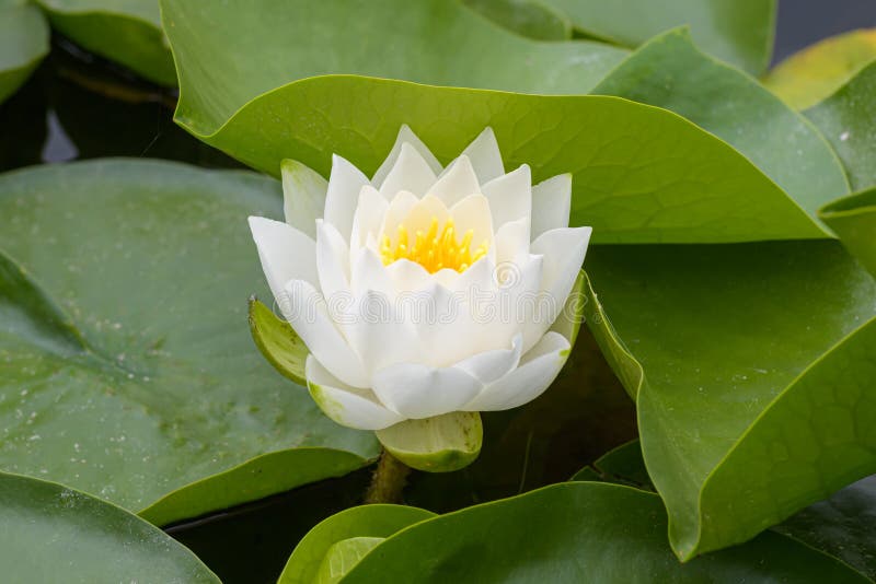 Single White Lily in a Close Group Green of Lily Pads in Closeup Stock ...