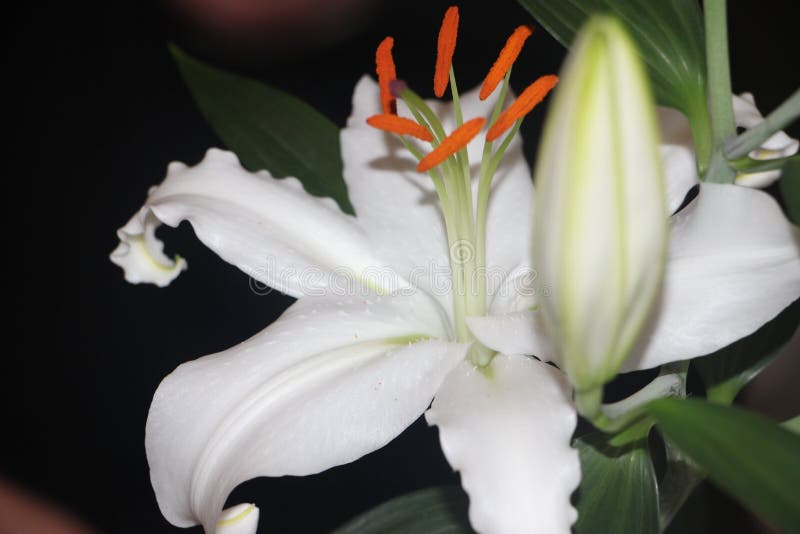 Single White Lily Flower on Black Background Stock Image - Image of ...