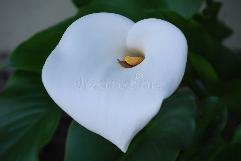 Single White Lily stock photo. Image of bloomed, lily - 43497288