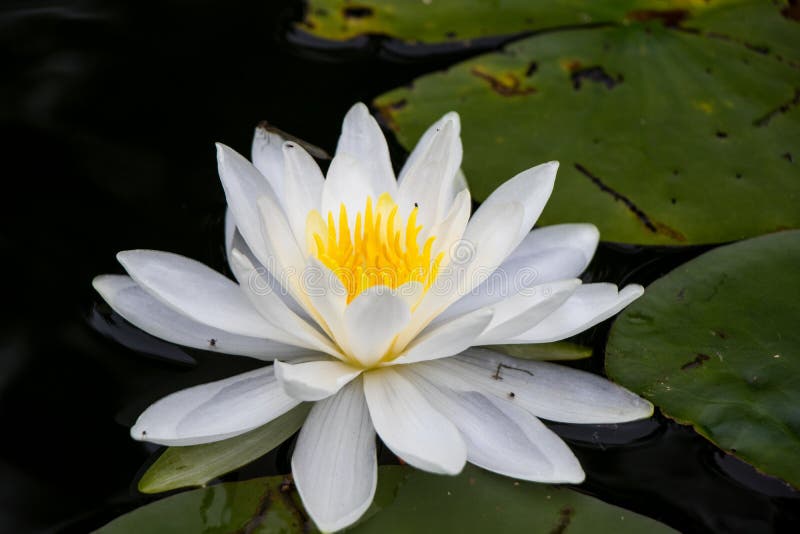 Single White Lily Pad on the Water Stock Photo - Image of flower ...