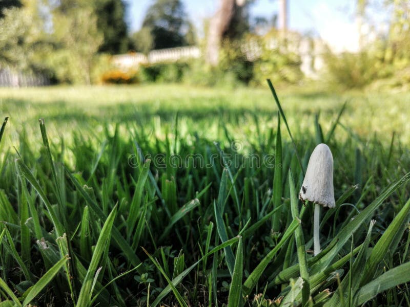 Single mushroom in grass stock photo. Image of soil - 228945894