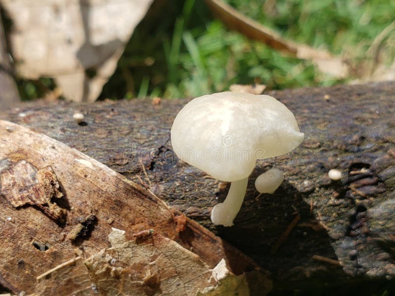 A Single White Mushroom Growing on a Log Stock Photo - Image of brown ...