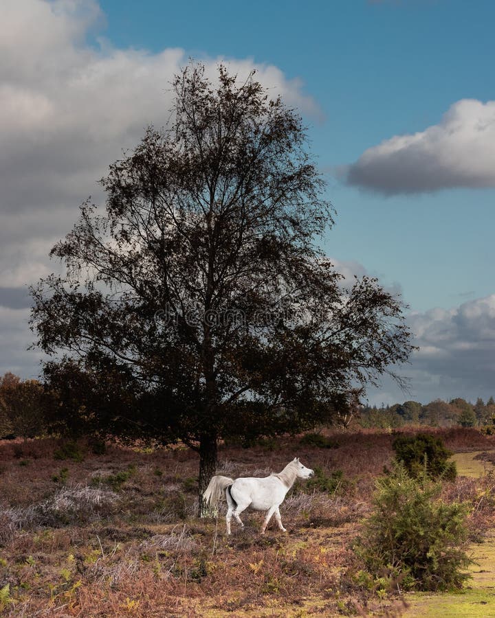 A Single White New Forest Pony Prancing through the Countryside Stock ...