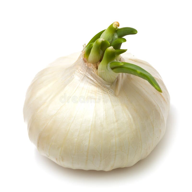 White Onion stock photo. Image of bulb, fresh, vegetable - 5349272