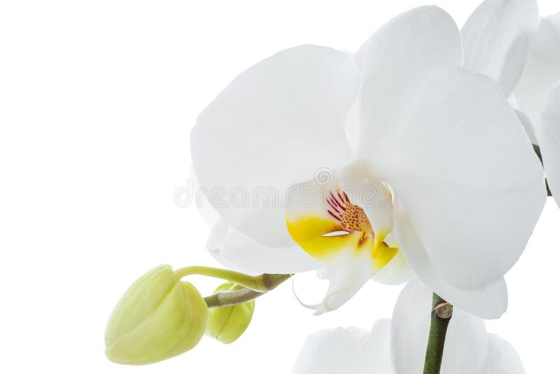 Single White Orchid Flower with Buds Stock Photo - Image of macro, hanging: 88188148