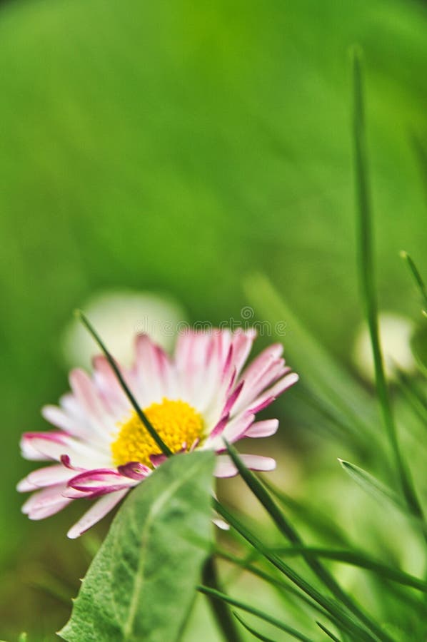 A Single White and Pink Daisy Flower Blooming in Grass on a Meadow Wild ...
