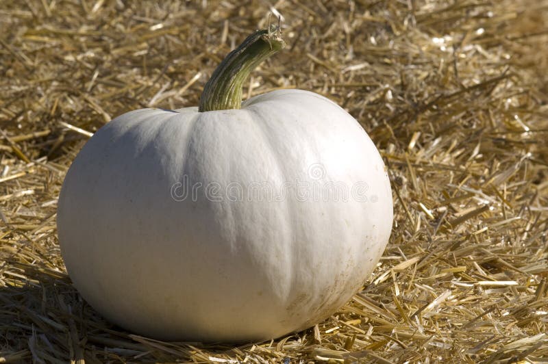 Single white pumpkin stock photo. Image of fall, orange - 11151734