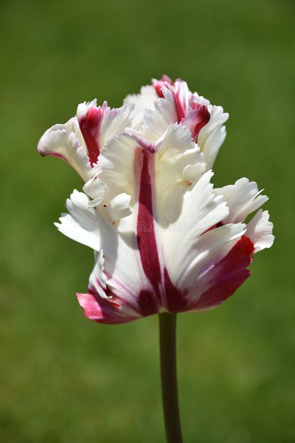 Single White and Red Parrot Tulip Blossom Flowering Stock Image - Image ...